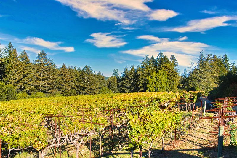 Visit - Wrights Station Winery